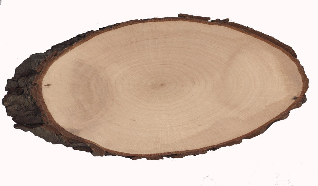 Bark Board Wooden Disc Tree Disc 27/31 X13x2 Cm - Etsy