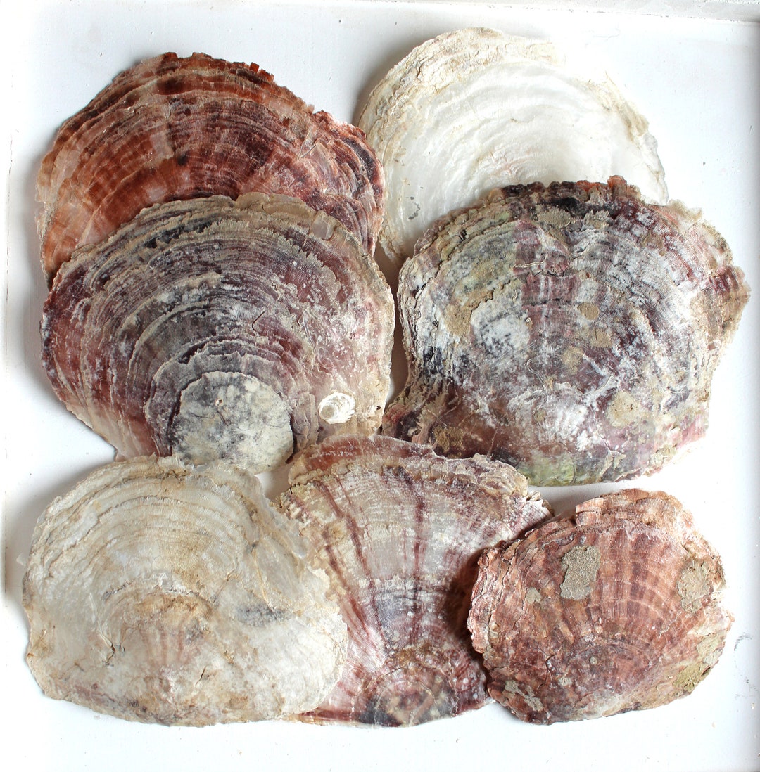 0.95euro/piece 5 Large Polished Oysters Size. XL 12 X 15 Cm Sea Shell ...