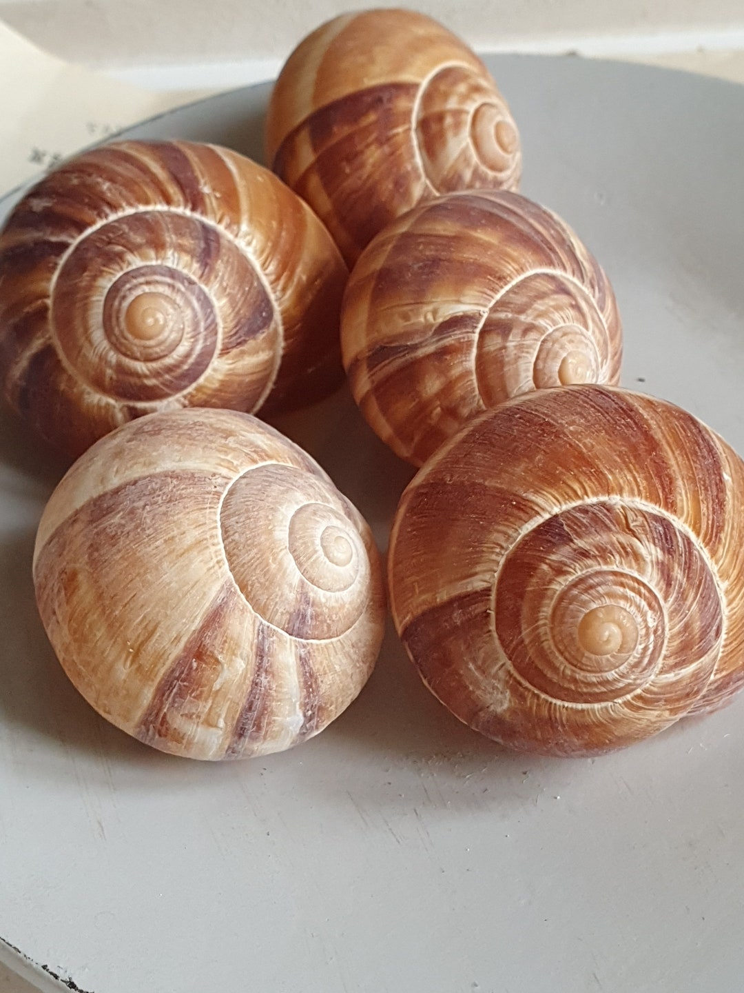 1eur/st 5 Snails 5.5 Cm Brown Floristry Supplies Snail Snail Shell ...