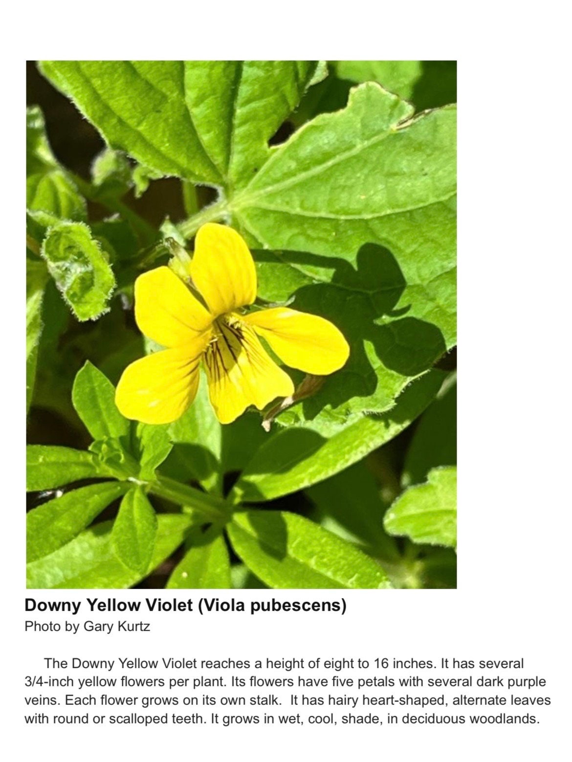 Wisconsin’s Native Wildflowers (book 1: Early Spring) Ebook Field Guide ...