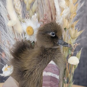 Black Duckling, Taxidermy Duck, Stuffed Black Duck, Vulture Culture ...