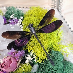 REAL Dragonflies, Damselflies, Oddity, Gifts for Her, Trinket Box, Jewelry Box, Oddities and ...