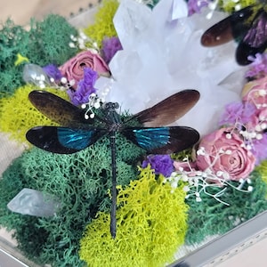 REAL Dragonflies, Damselflies, Oddity, Gifts for Her, Trinket Box, Jewelry Box, Oddities and ...