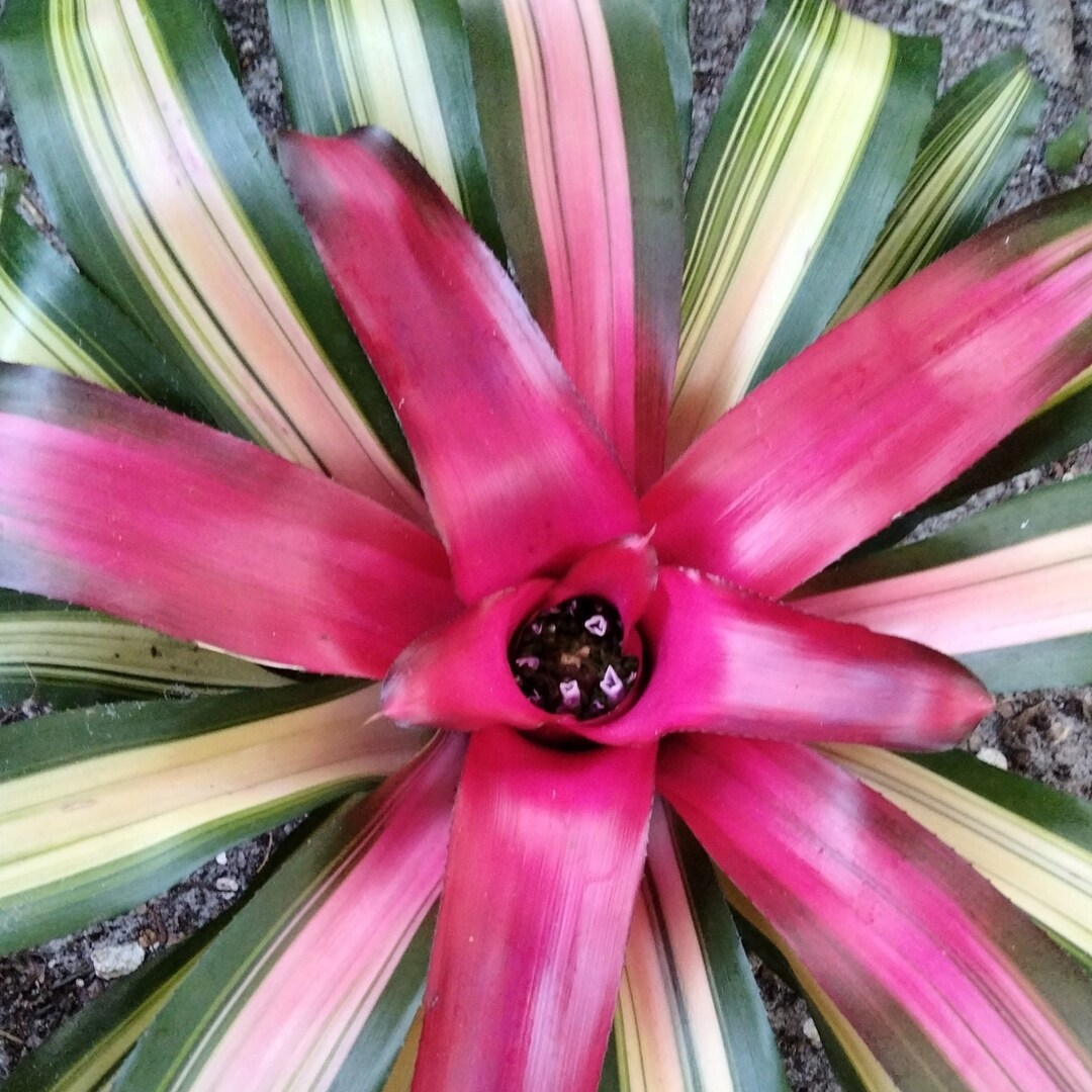 Live Plants Bromeliad Neoregelia Minerva, With Roots 1ct Live Arrival ...