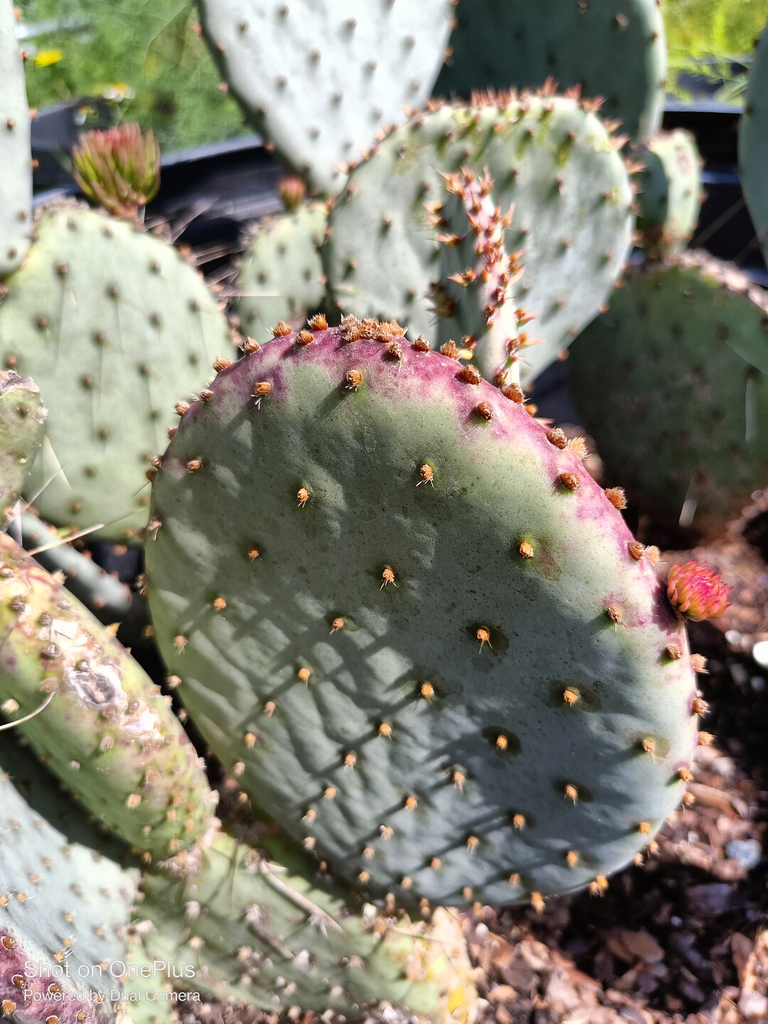 Opuntia Santeria Purple Ruby Cacti, Santa Rita Prickly Pear Cactus Node ...