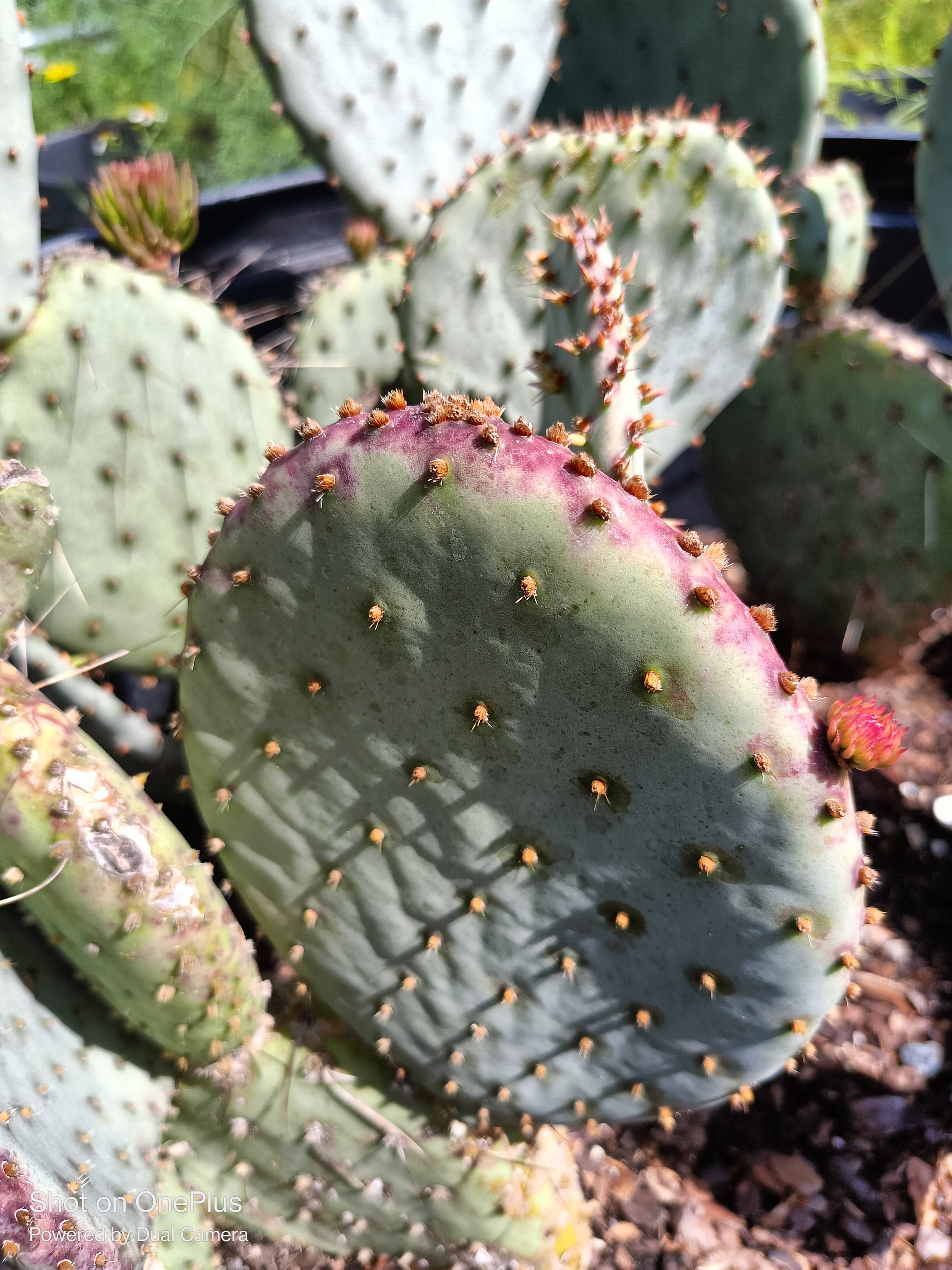 Opuntia Santeria Purple Ruby Cacti, Santa Rita Prickly Pear Cactus Node ...