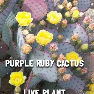 Opuntia Santeria Purple Ruby Cacti, Santa Rita Prickly Pear Cactus Node, Live Plant Cutting - Etsy