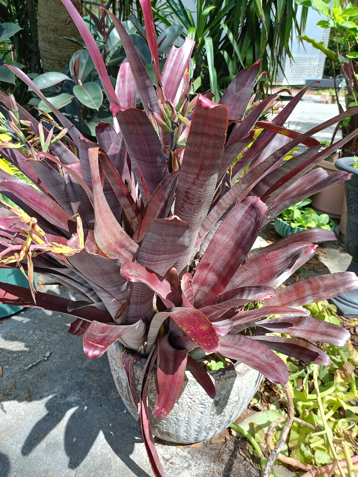 Purple Queen Bromeliad 8-12in Tall, House Plant for Home or Potted ...