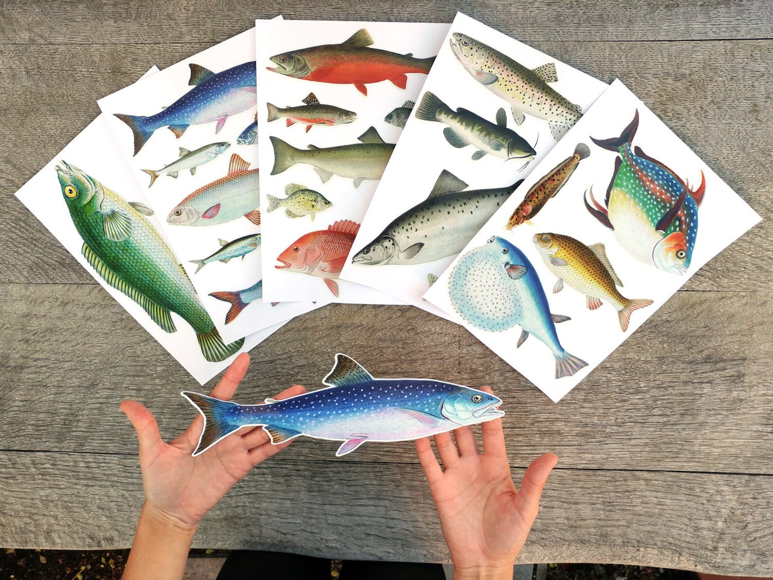 COLORFUL FISH Large Vinyl Stickers over 25 Large Stickers - Etsy