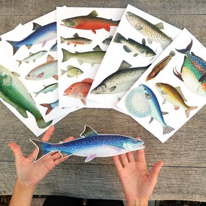 COLORFUL FISH Large Vinyl Stickers over 25 Large Stickers Vintage River ...