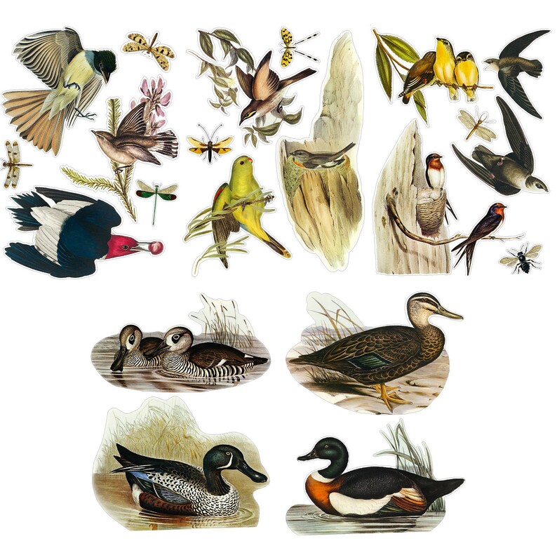 BIRDS & DUCKS Large Vinyl Stickers over 20 Large Stickers - Etsy
