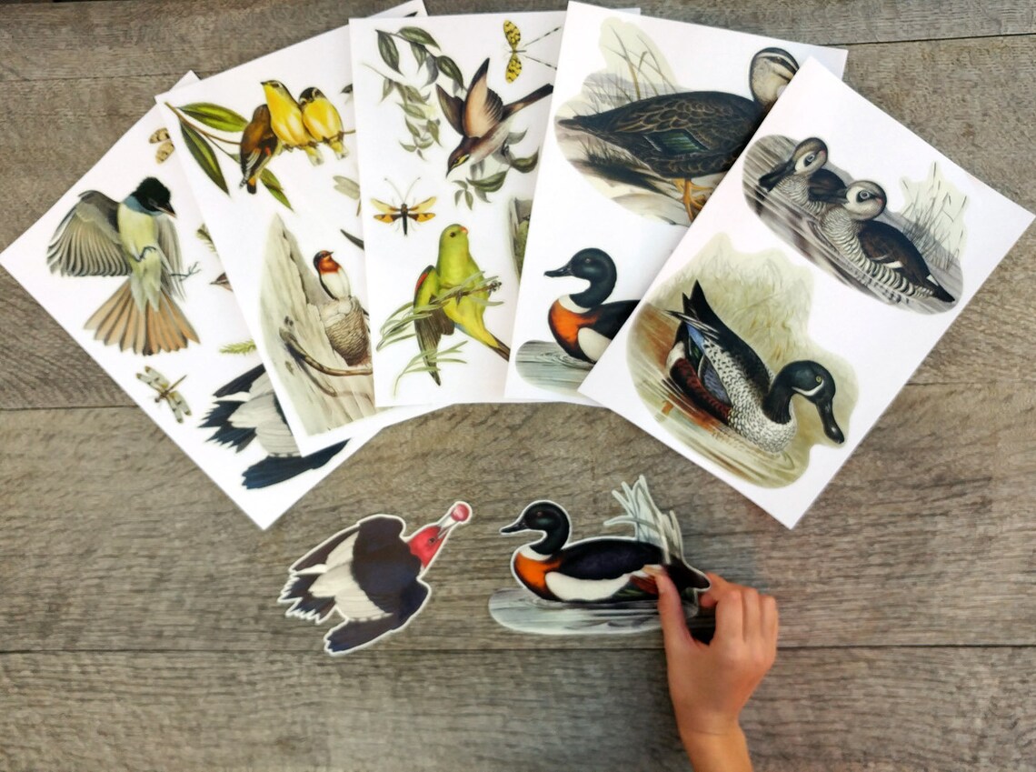 BIRDS & DUCKS Large Vinyl Stickers over 20 Large Stickers - Etsy