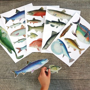COLORFUL FISH Large Vinyl Stickers over 25 Large Stickers Vintage River ...