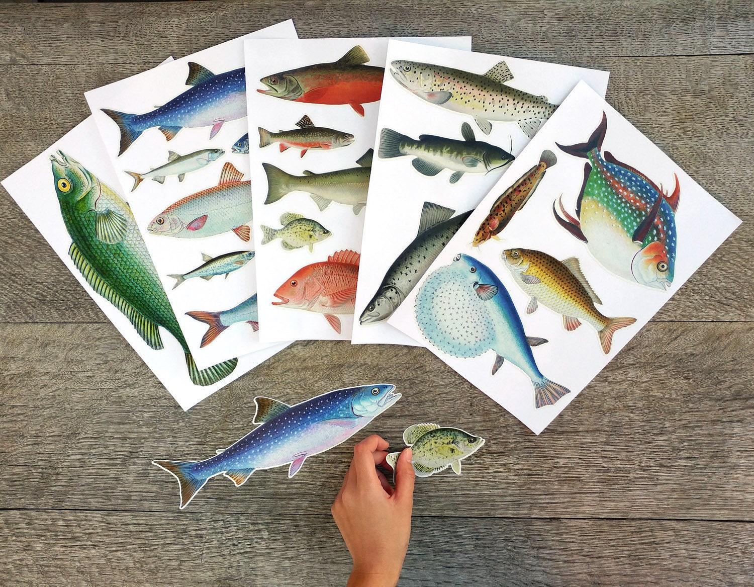 COLORFUL FISH Large Vinyl Stickers over 25 Large Stickers - Etsy