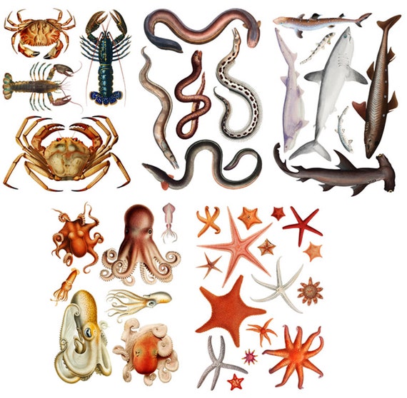 Realistic SEA CREATURES Large Vinyl Stickers over 40 - Etsy
