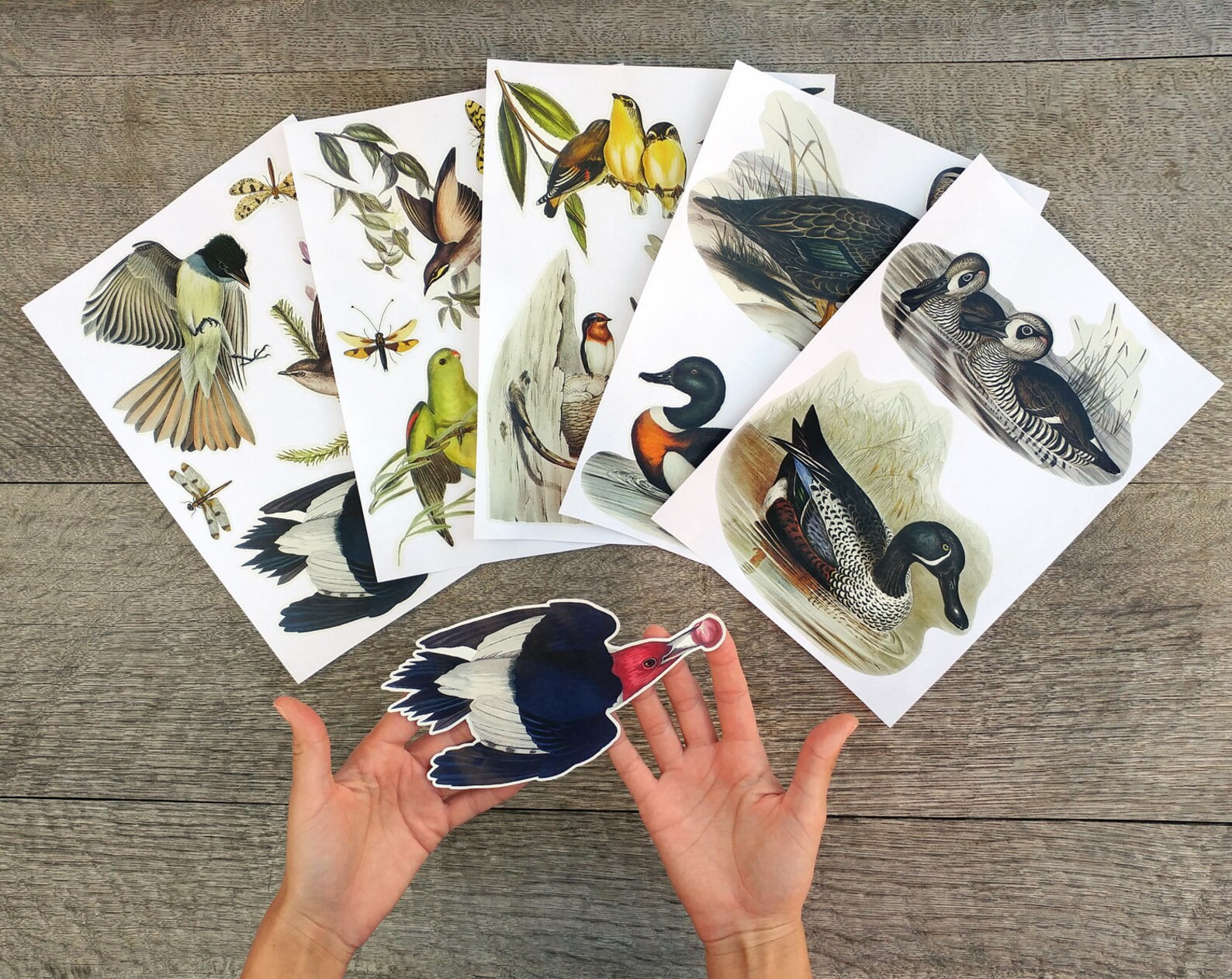 BIRDS & DUCKS Large Vinyl Stickers over 20 Large Stickers - Etsy