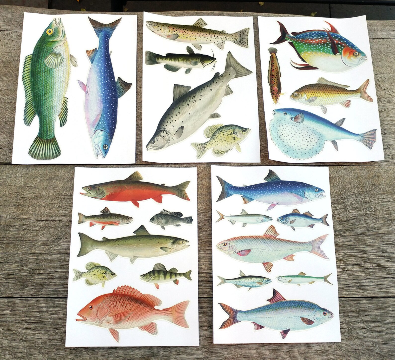COLORFUL FISH Large Vinyl Stickers over 25 Large Stickers - Etsy