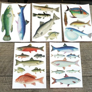 COLORFUL FISH Large Vinyl Stickers over 25 Large Stickers Vintage River ...