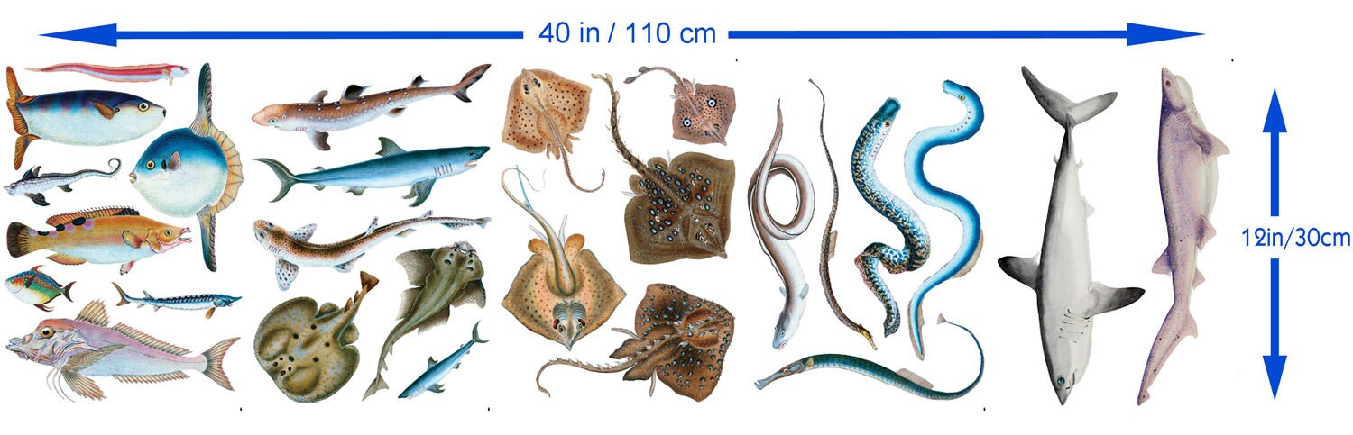 Realistic FUNKY SEA CREATURES Large Vinyl Stickers over 40 - Etsy