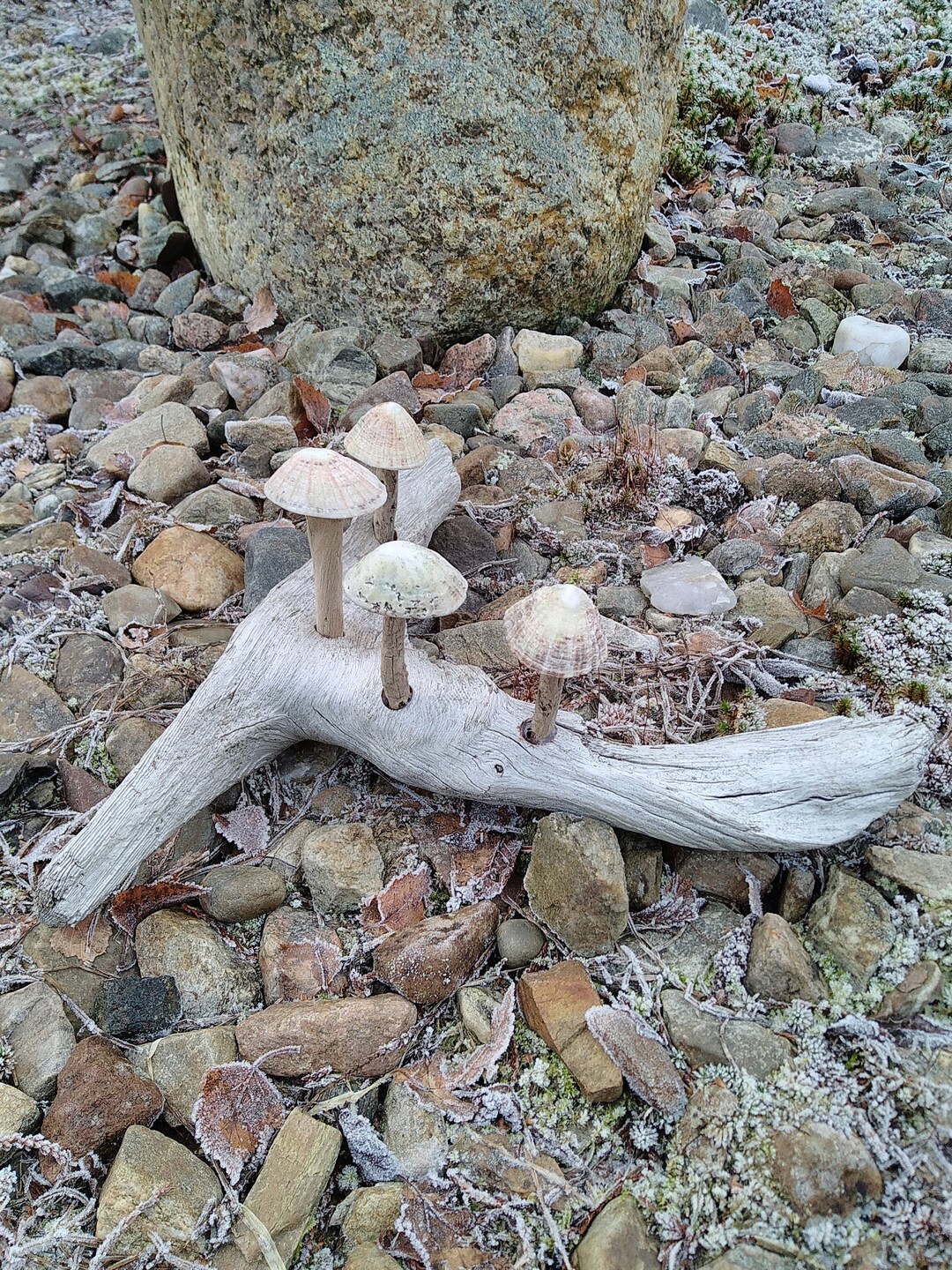 Indoor/outdoor Driftwood Toadstools - Etsy