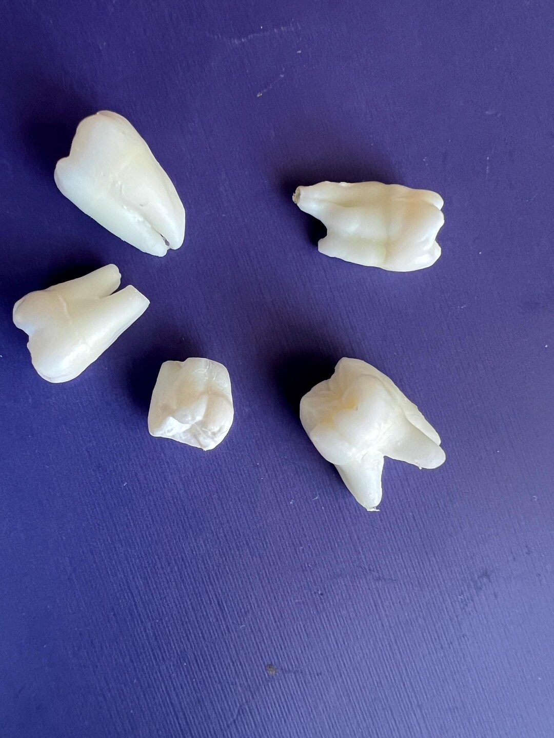 Lot of 5 Real Human Teeth - Etsy