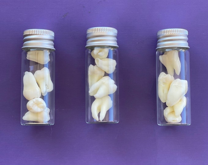 10 Real Human Teeth (molars, Premolars, & Anteriors) - Etsy