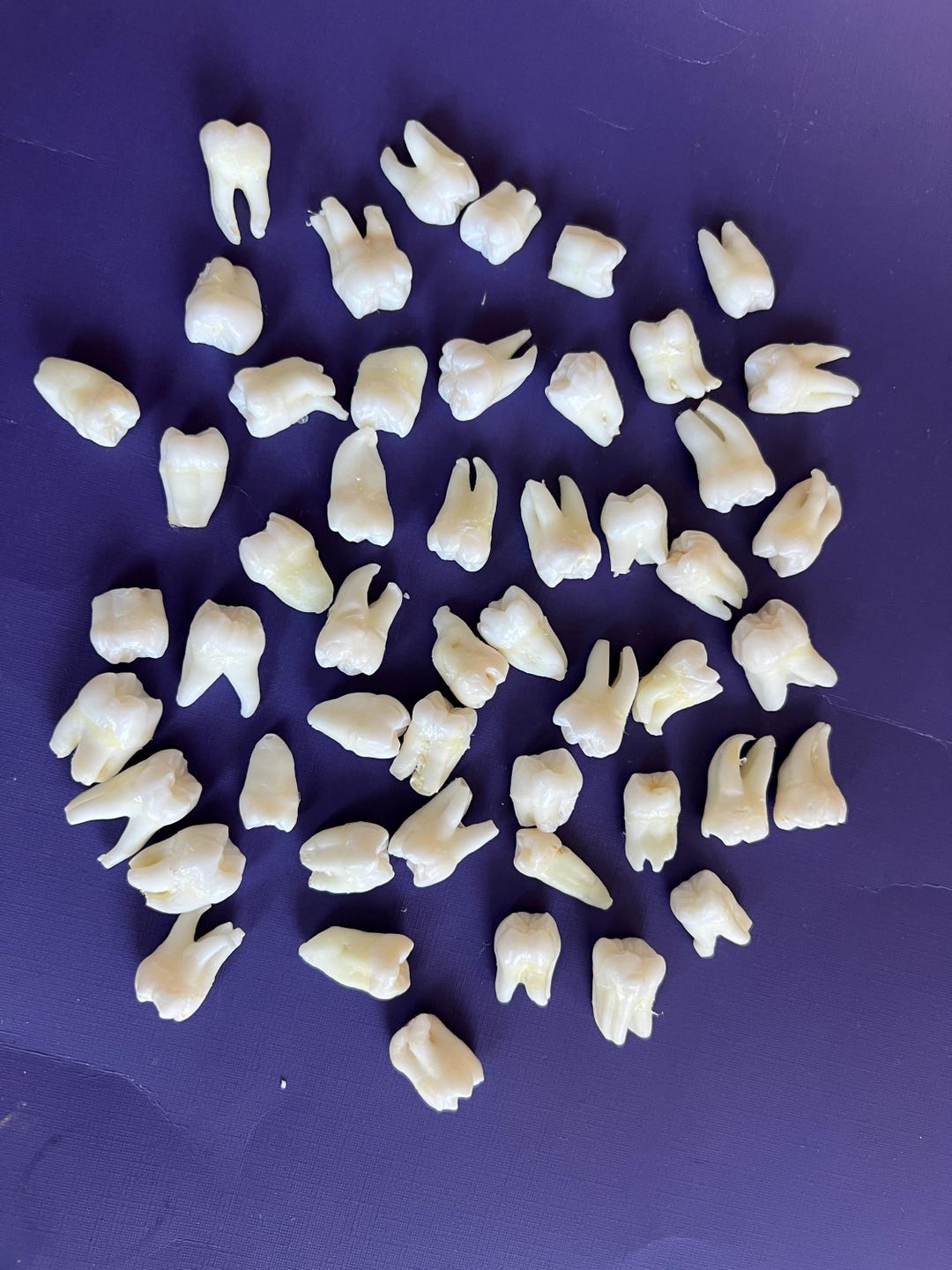 Lot of 50 Real Human Teeth - Etsy