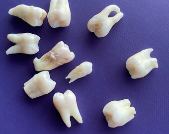 Human Teeth Real | Etsy