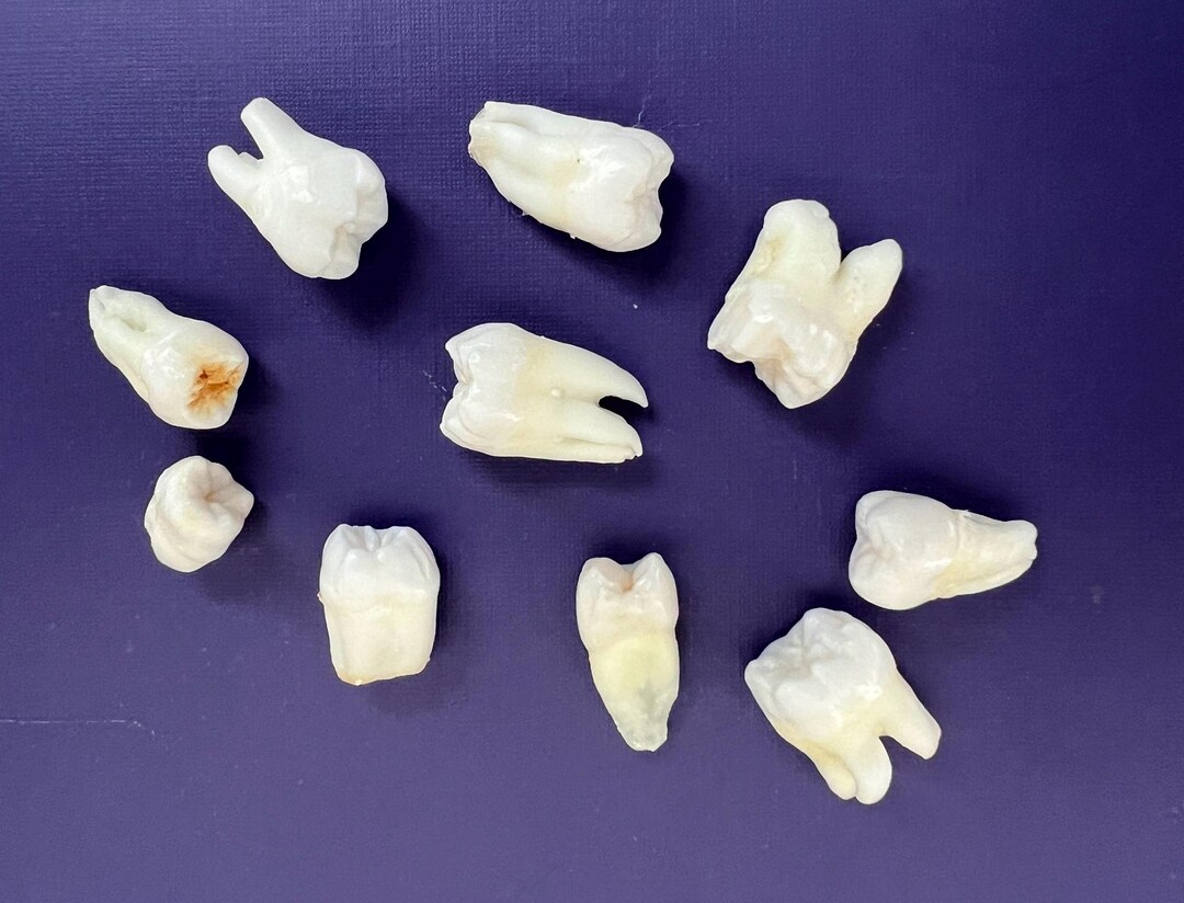 Lot of 10 Real Human Teeth - Etsy