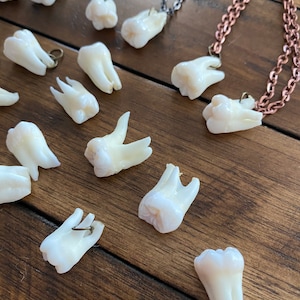 One Real Human Tooth Pendant Necklace - Etsy