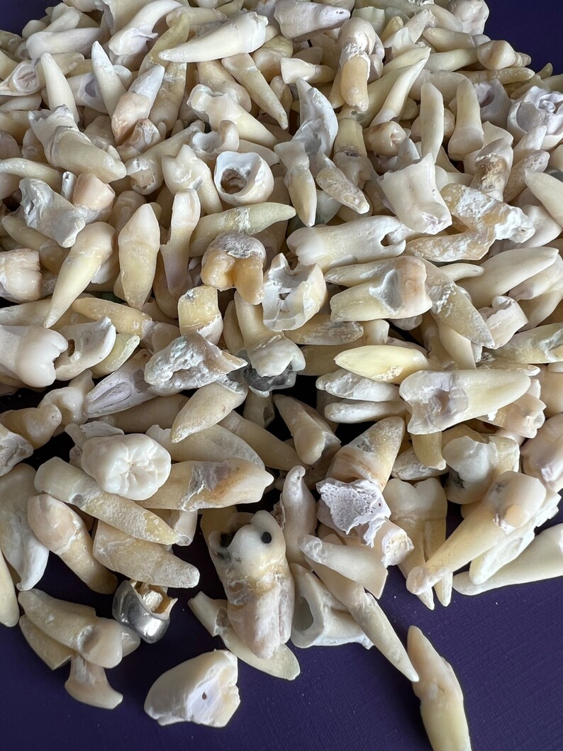 REAL Human Teeth - Etsy