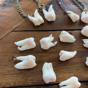 One Real Human Tooth Pendant Necklace - Etsy