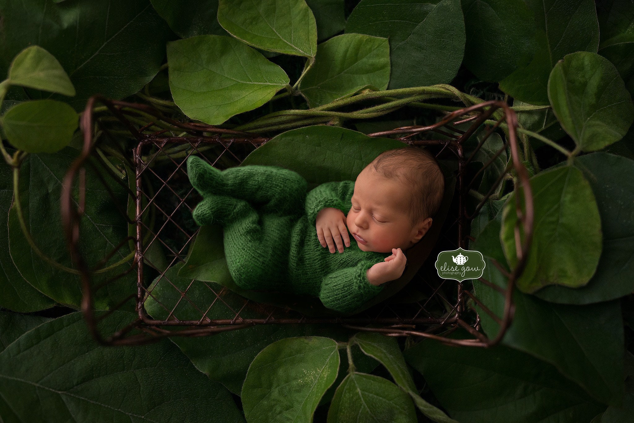 Newborn Digital Backdrop for Photographers - Boys Green Jungle Theme ...