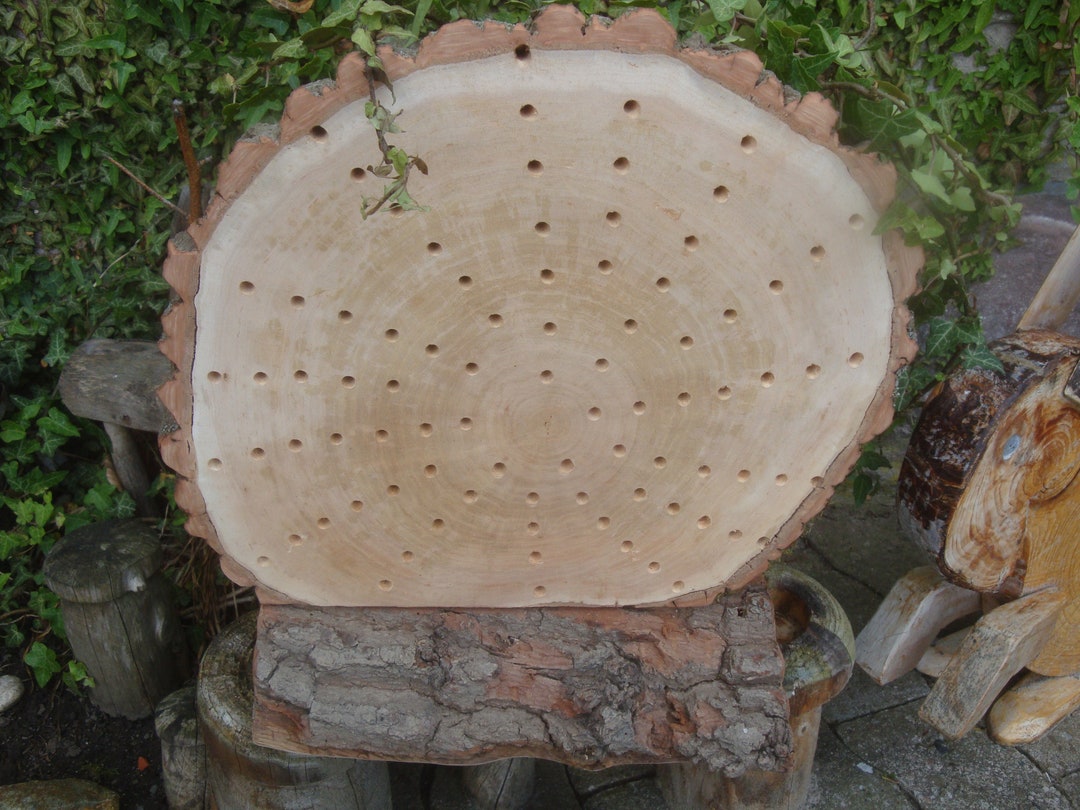 Insect Disc as Sun. 40 Cm High, 43 Cm Wide and 12 Cm Thick. - Etsy