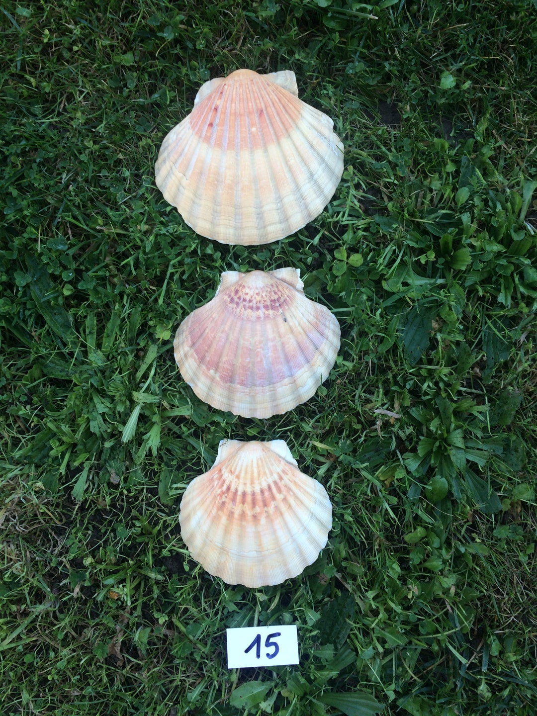 Lot of 3 Scallops 10 to 12 Cm, Shells, Small Shell Cups, Sea Table ...