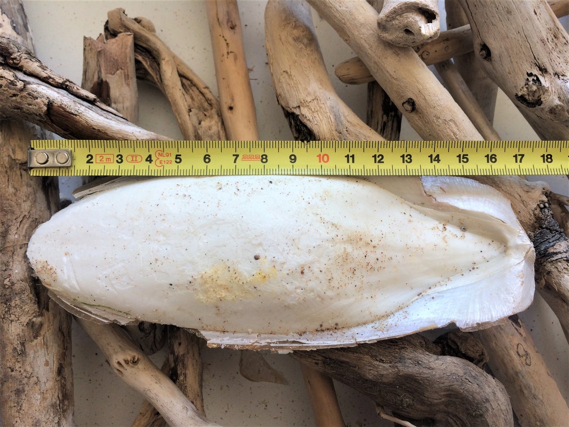 4 ossa di seppie France XL calcio e altri oligoelementi | Etsy