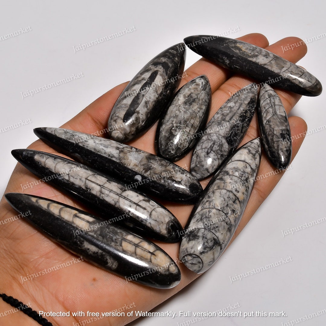 Genuine Orthoceras Fossil, Orthoceras Fossil Polished Stone, Natural Orthoceras Cabochon ...