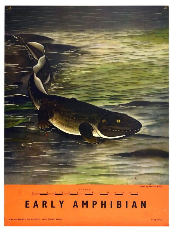 Vintage BBC Schools Radio Evolution of Life Poster 3 Print - Etsy
