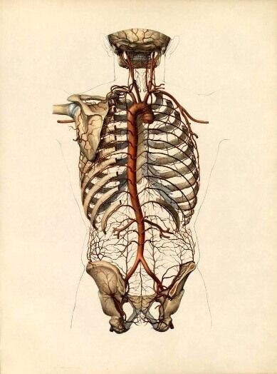 Antique 19th C. Medical Print the Aorta & Carotid Arteries A3 Poster ...