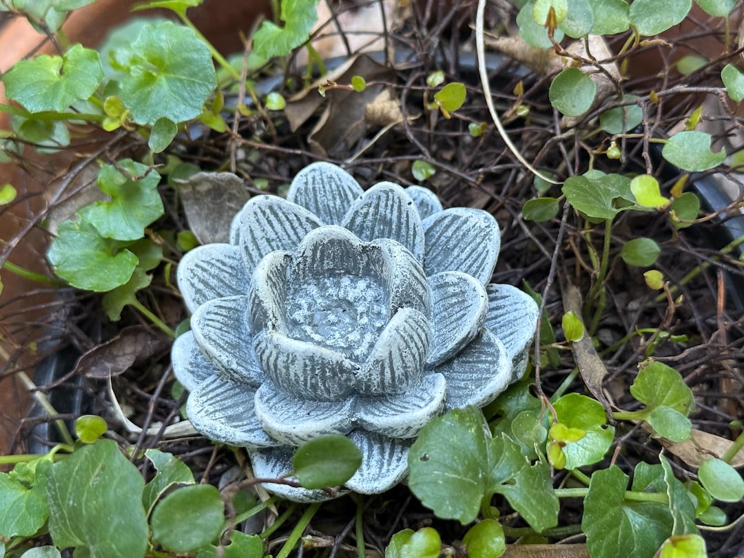 Concrete Flower, 3”x1.5” Water Lily Flower, Lotus Flower, Garden Decor ...