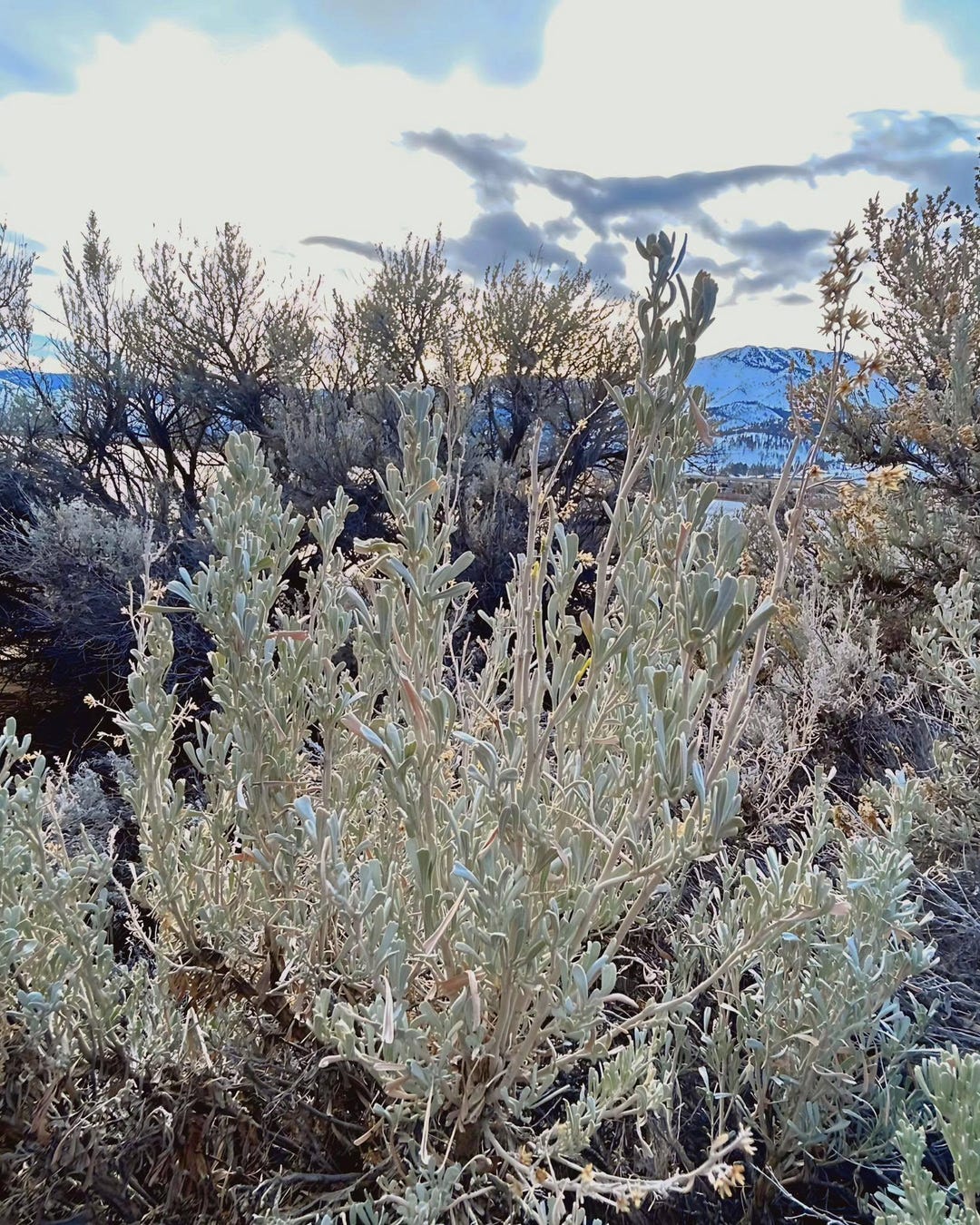 Roll on Handcrafted Sage Perfume Prayer Oil, Native Made, Liquid Smudge ...