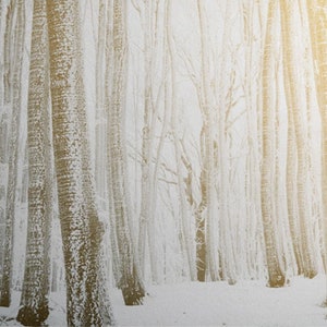 Winter Snow Gold Trees Forest Wallpaper Wall Mural Wall Decor - Etsy