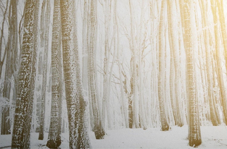 Winter Snow Gold Trees Forest Wallpaper Wall Mural Wall Decor - Etsy