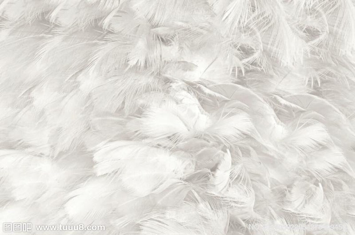 Simple Feathers Wallpaper White Feathers Wall Murals Wall | Etsy