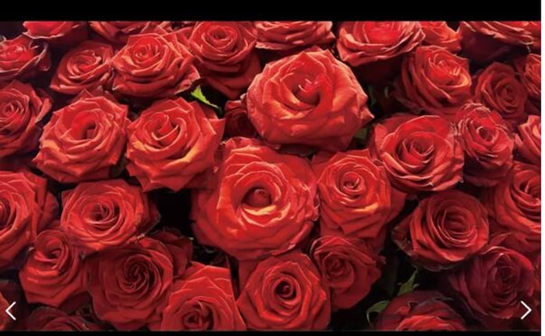 Vintage Red Rose Wallpaper Wall Murals Wall Decals Hand - Etsy