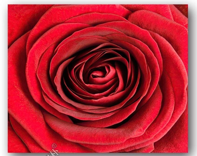 3D Big Red Rose Flower Wallpaper Wall Murals Home Decor - Etsy