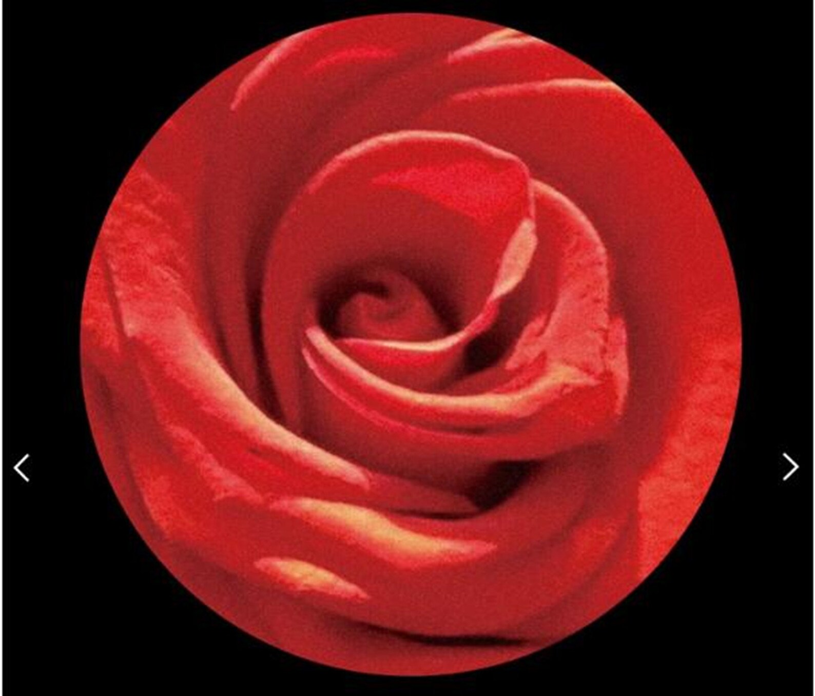 Vintage Red Rose Wallpaper Wall Murals Wall Decals Hand - Etsy