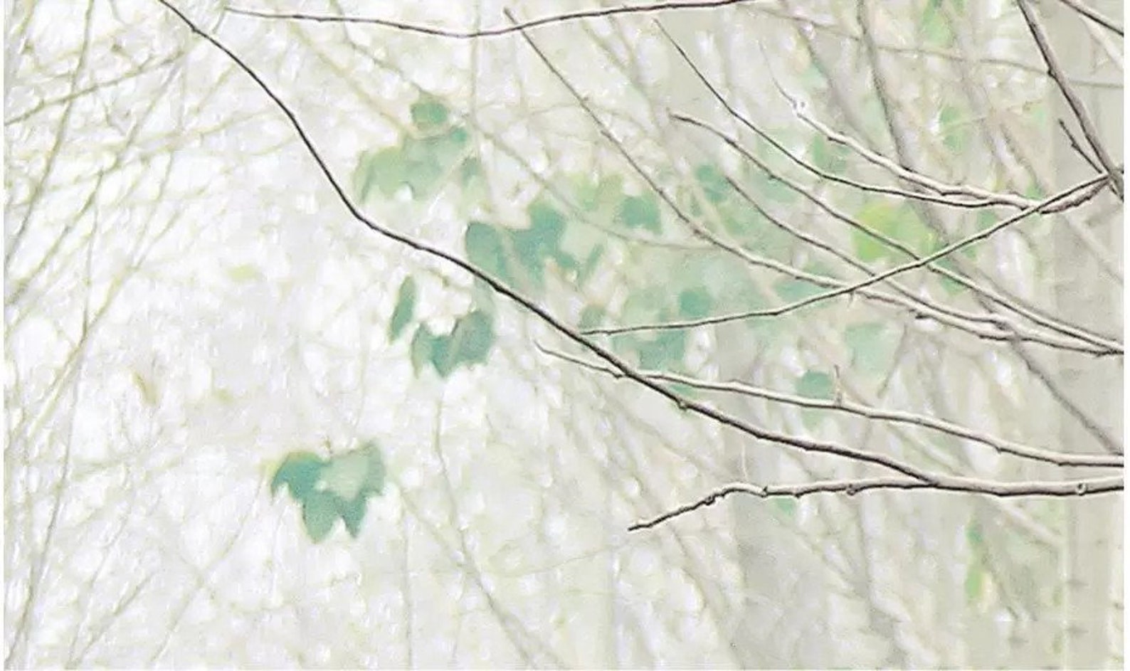 Green Birch Tree Forest Wallpaper Wall Mural Home Decor - Etsy