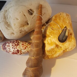 Purple Muscle Shell Pendant. Suspended From 18 Inch Sterling - Etsy