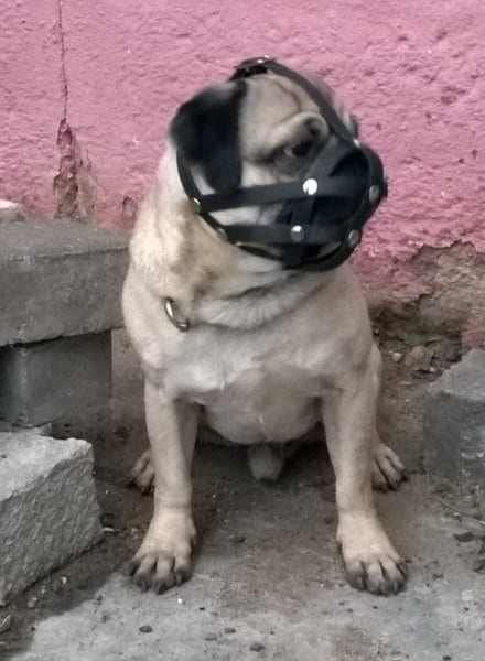 Maulkorb aus Biothane Kurzschnauze Mops Bulldogge - Etsy.de